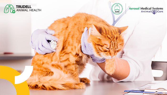 Causas comunes de tos en gatos – Aerosol Medical Systems